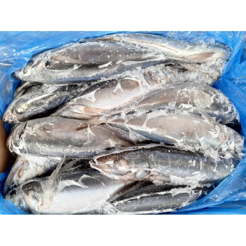 Carton de poisson chinchard (chacha) 900g+ (20kg)