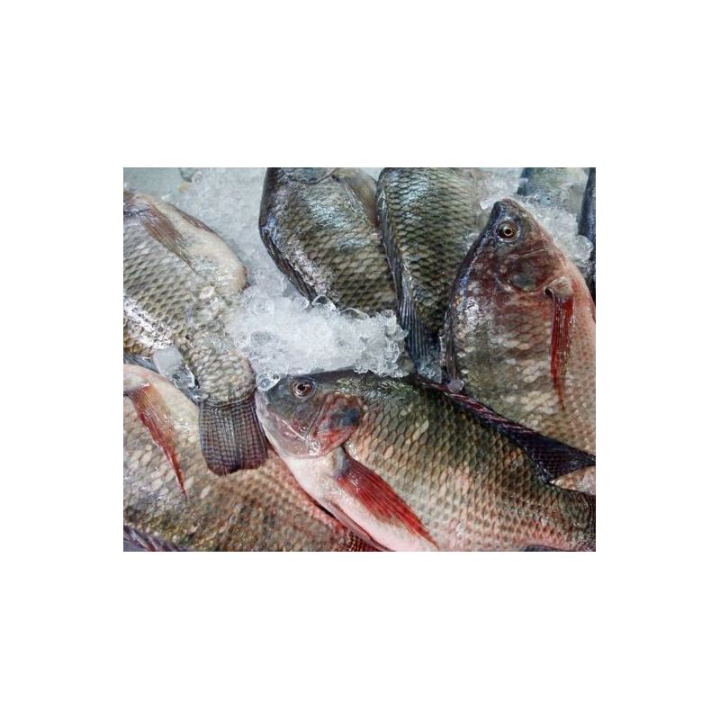 Vente de poisson tilapia (carpe) 300g/500g (petit et moyen) carton de ...
