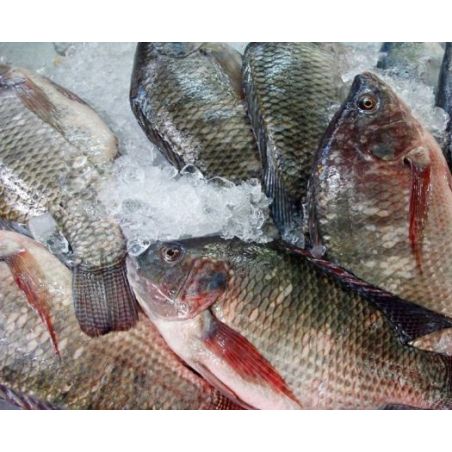Vente de poisson tilapia (carpe) 300g/500g (petit et moyen) carton de ...